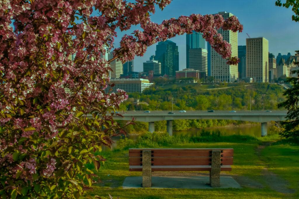 Urban Forest Management Solutions | Green Drop Tree Care