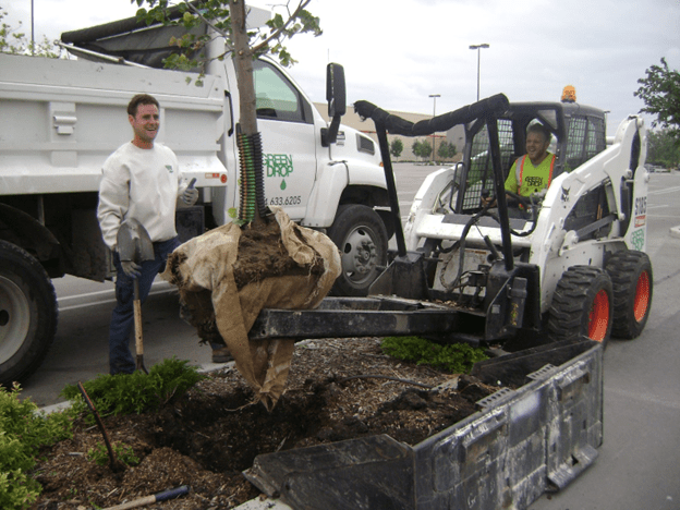 Safe & Reliable Tree Removal Services | Green Drop Tree Care