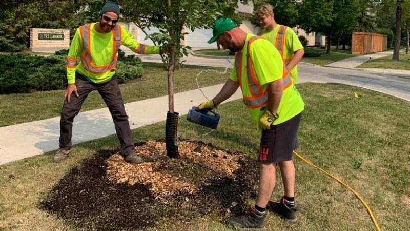 Certified Tree Health Specialists | Green Drop Tree Care